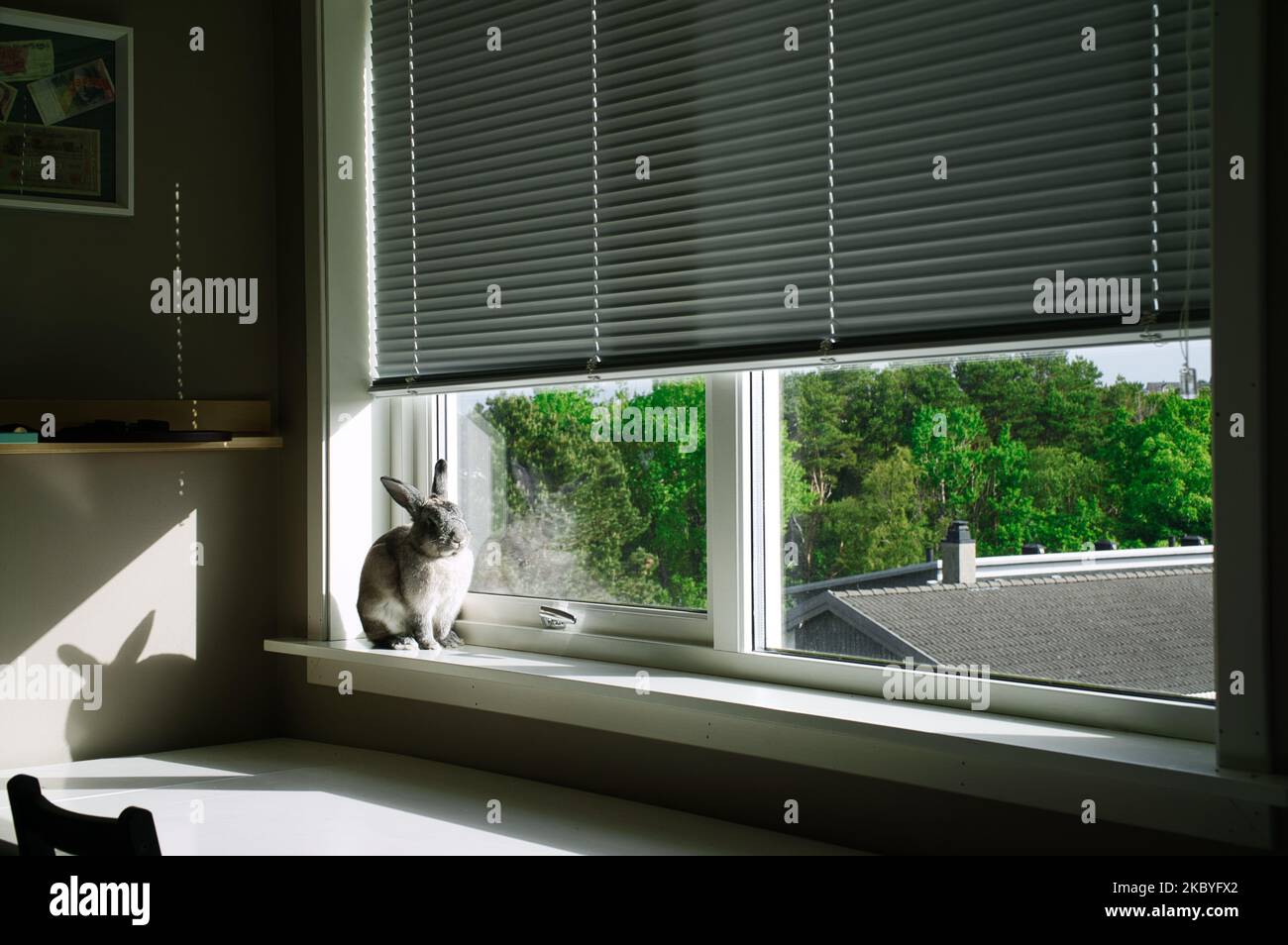A rabbit on a windowsill taking in the scenery Stock Photo - Alamy