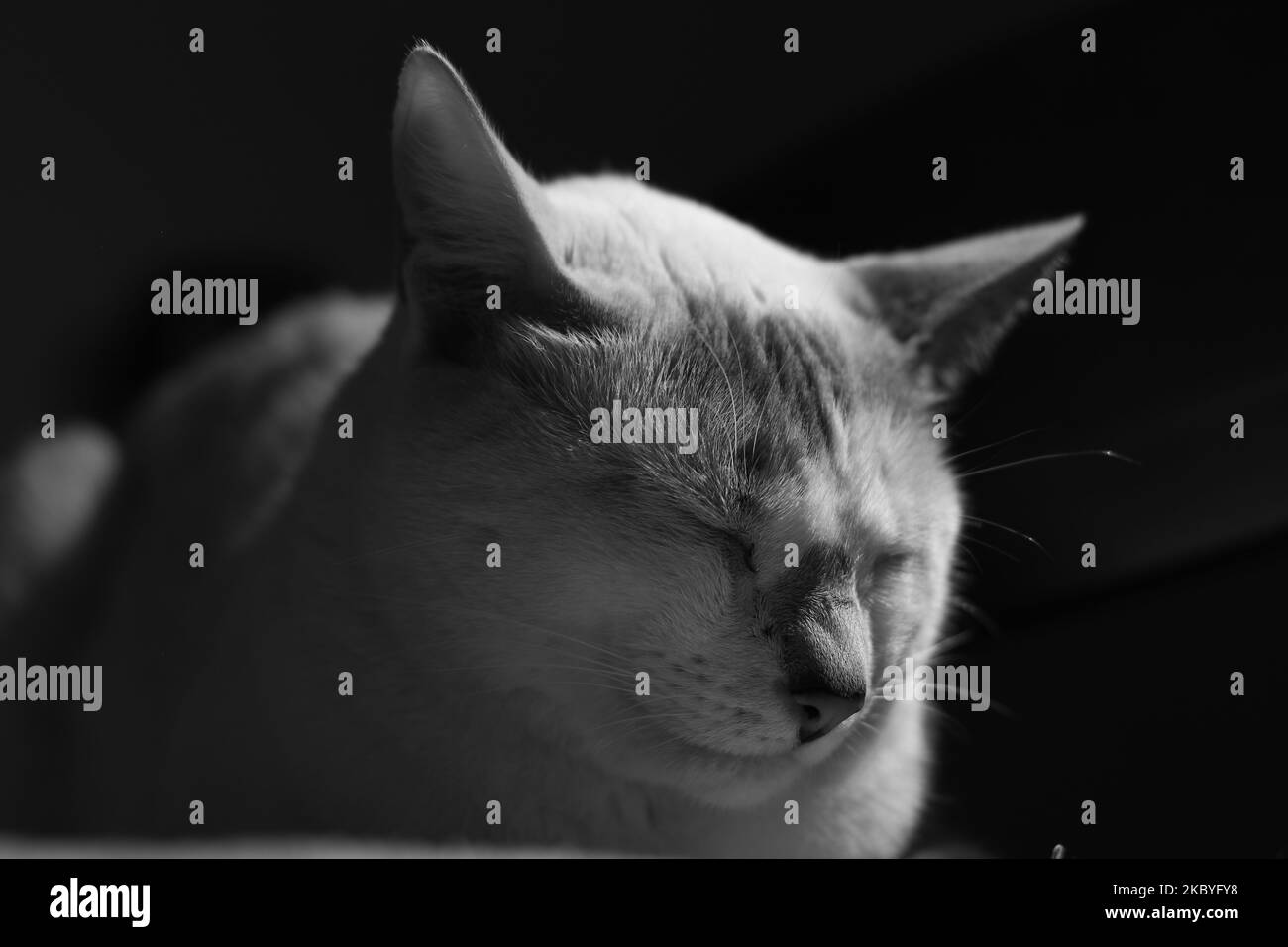 Greyscale cat hi-res stock photography and images - Alamy