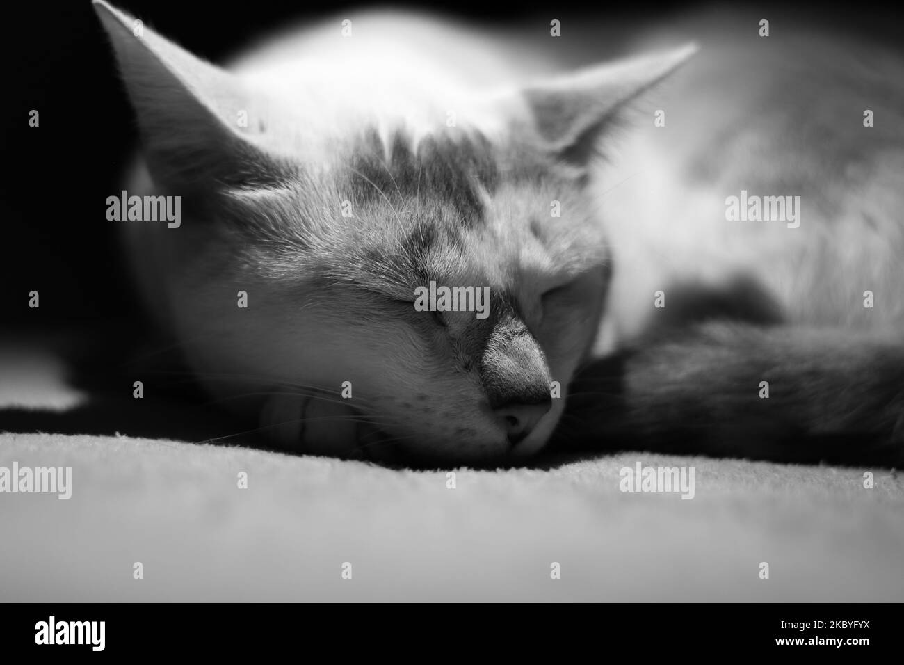 Greyscale cat hi-res stock photography and images - Alamy