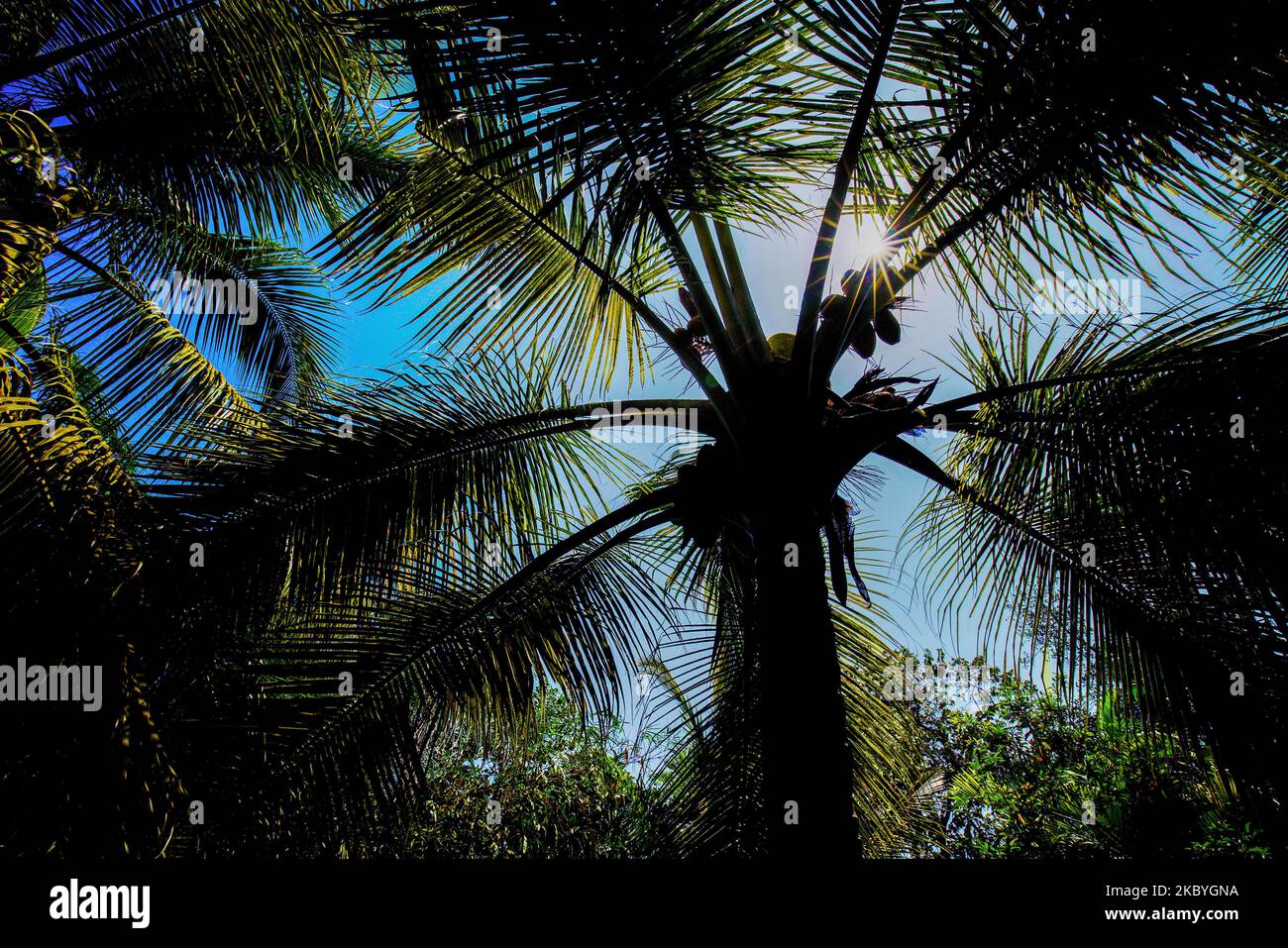 View on coconut palms in the courtyard of a hotel in the state of Goa ...
