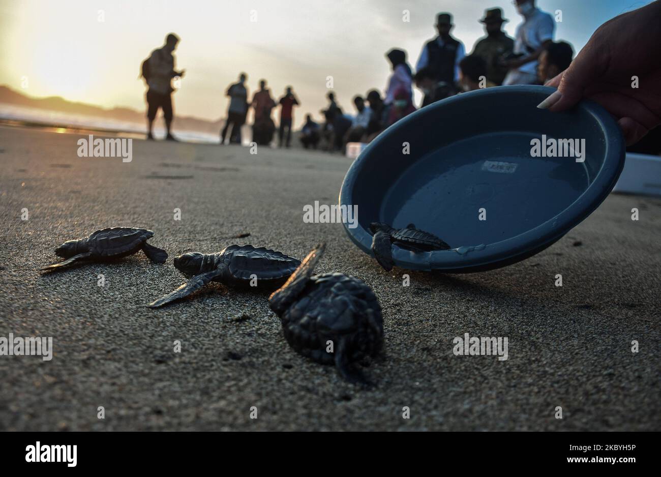 Several green turtle babies (Chelonia mydas) aged 3 weeks ran to the ...