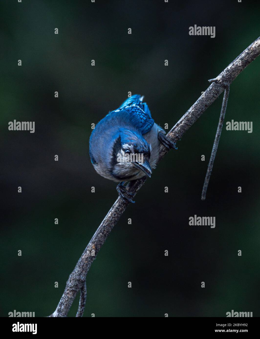 A closeup of a Blue Jay bird perched on a thin branch Stock Photo - Alamy
