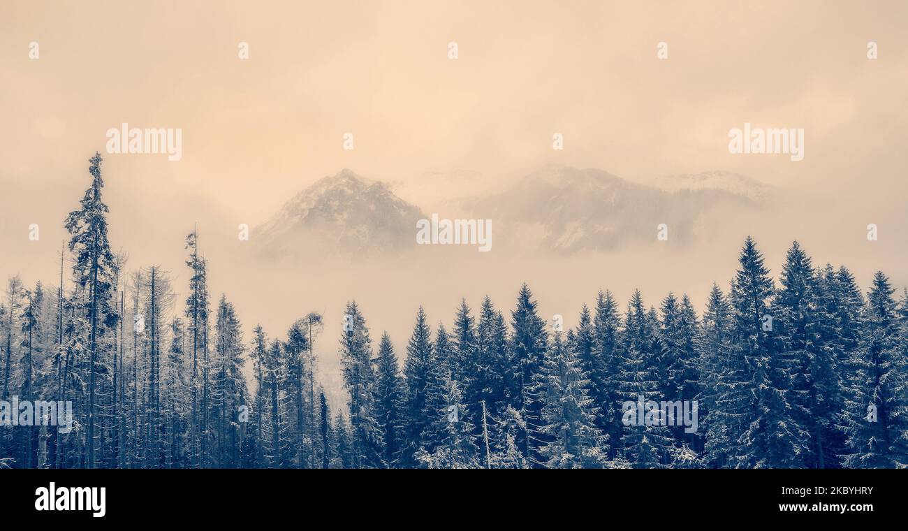 The Tatra Nature Reserve is a mysterious beautiful misty landscape with ...