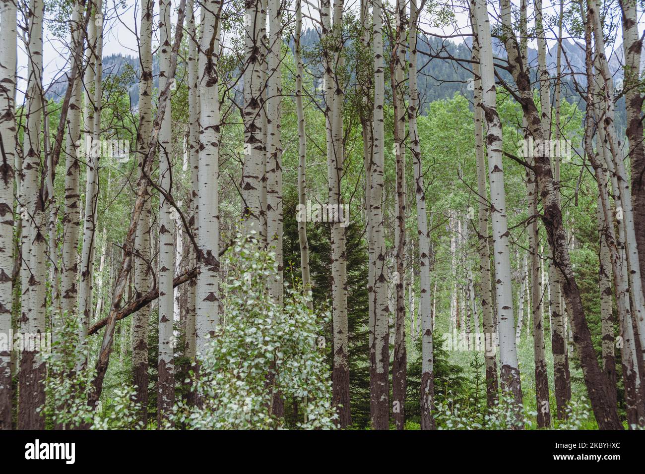 Grove of birch trees growing along the Bow Valley Parkway in Banff ...