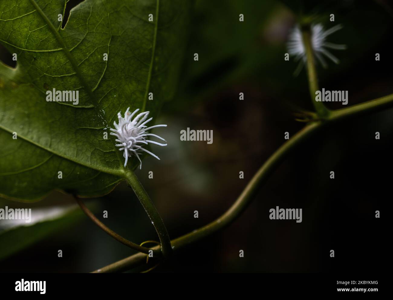 Teahtta hi-res stock photography and images - Alamy