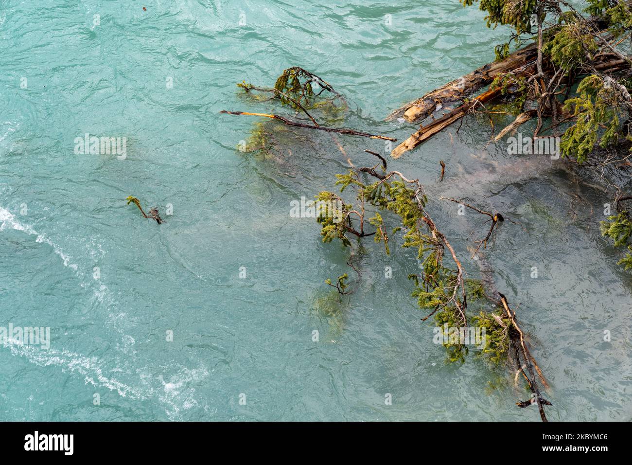 Tree branches and snags caught in the water at Marble Canyon in British ...
