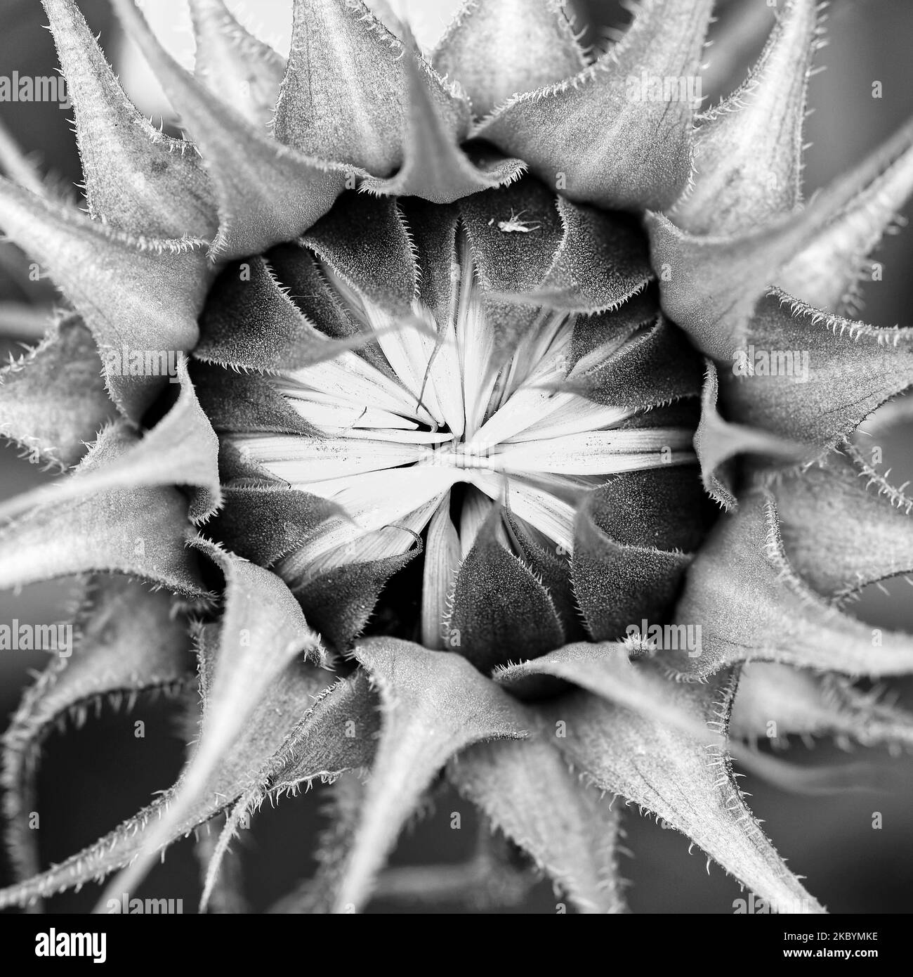Bud sunflower Black and White Stock Photos & Images - Alamy