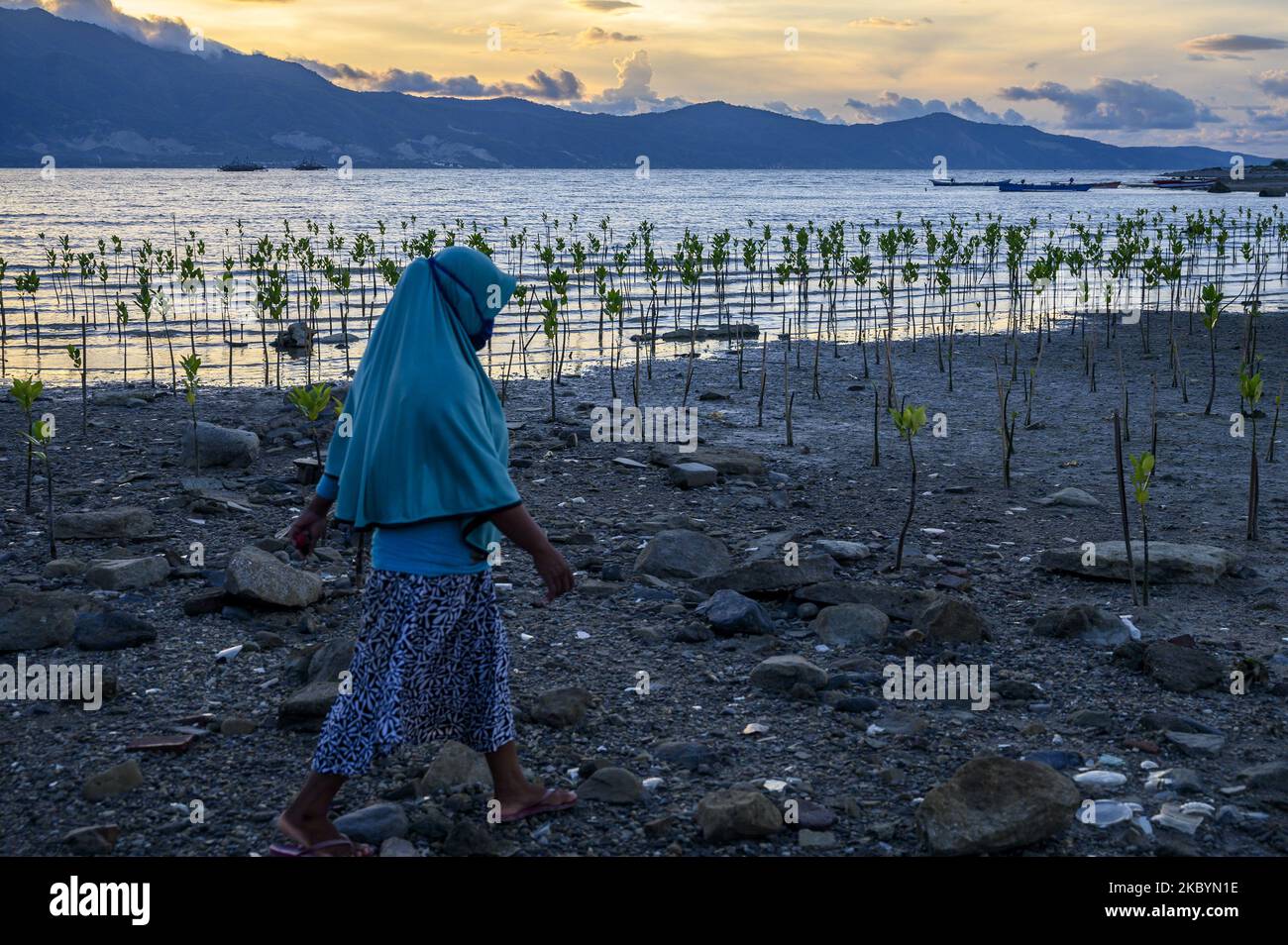 A woman walks near a row of mangrove trees that started growing on the ...