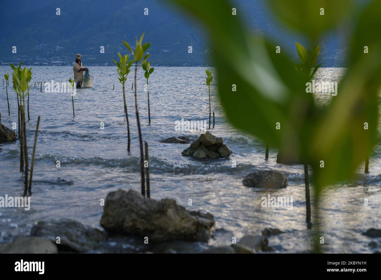 A resident installed a fishing net between mangrove trees that began to ...