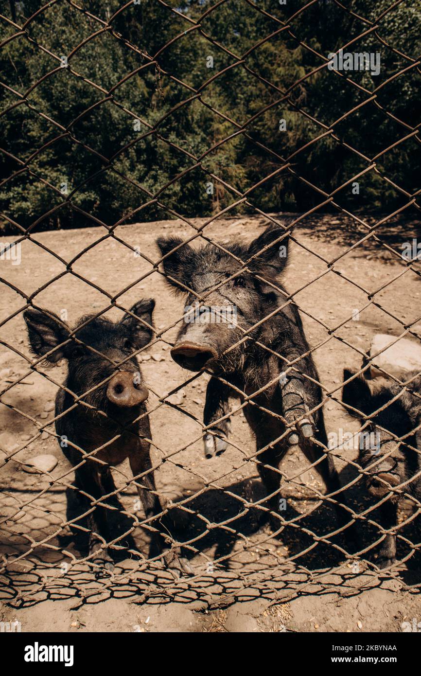 Three boar babies behind bars in the Aviary farm in Yaremche, Ivano ...