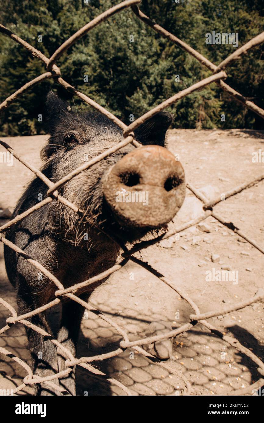 A boar behind bars in the Aviary farm in Yaremche, Ivano-Frankivsk ...