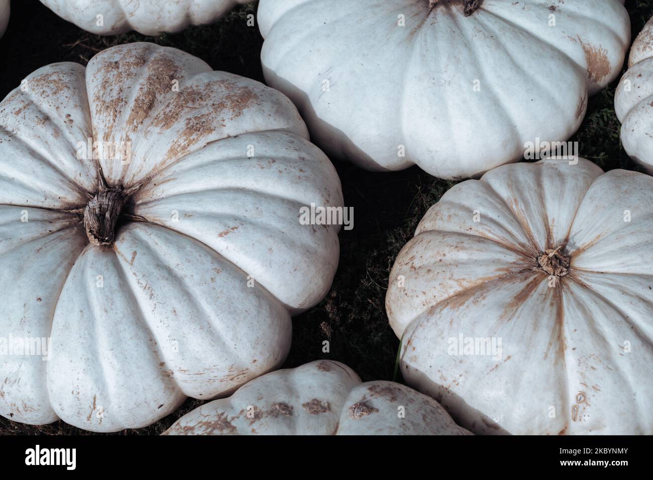 Pile of large white pumpkins at a pumpkin patch, useful for backgrounds ...