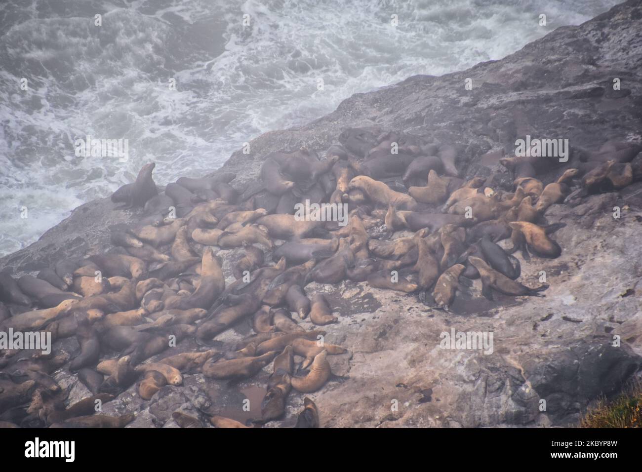 Oregon coast sea lion caves hi-res stock photography and images - Alamy