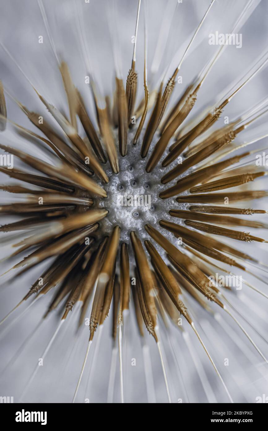 beautiful dandelion flowers in springtime, white background Stock Photo ...