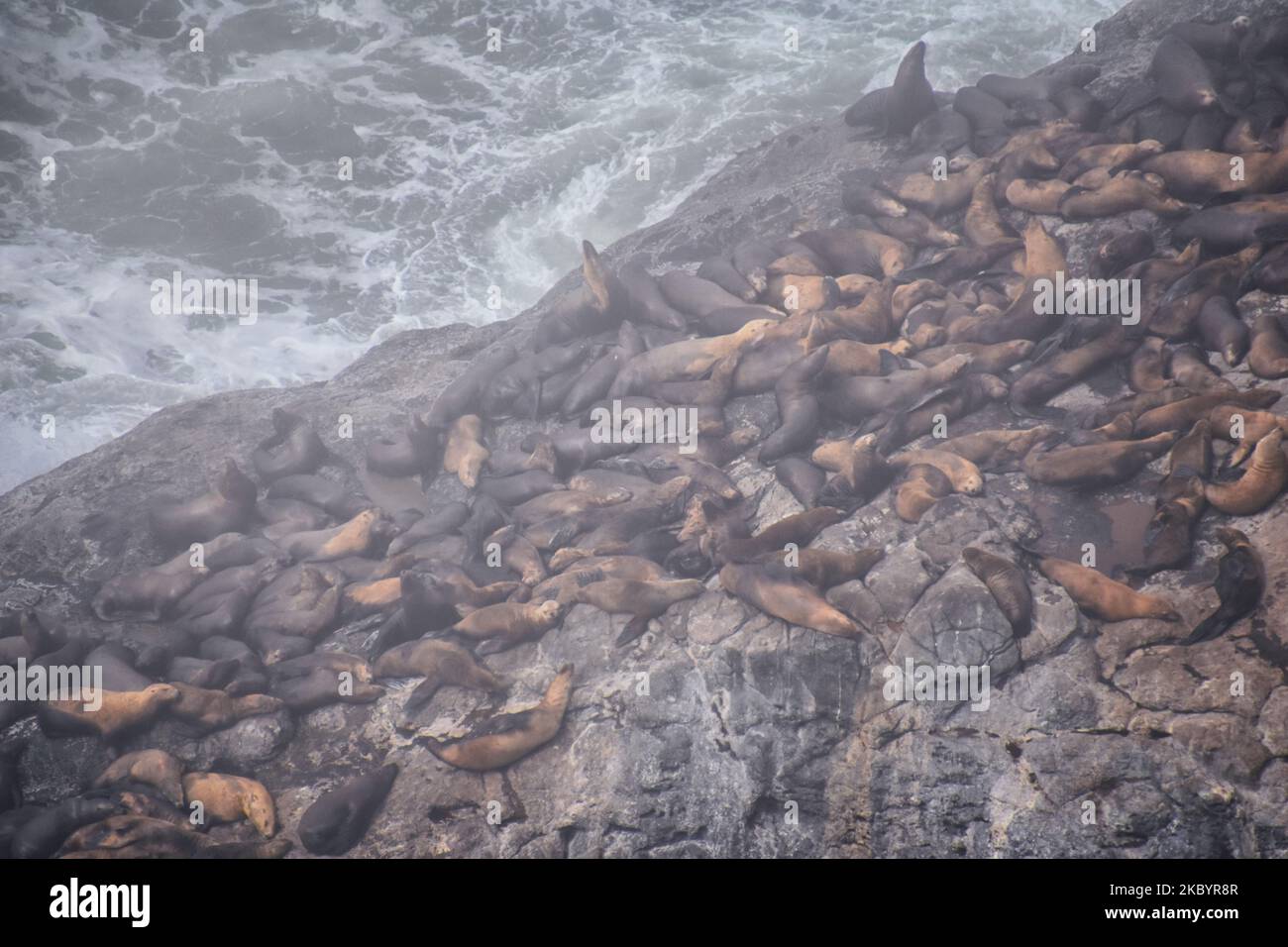 Oregon coast sea lion caves hi-res stock photography and images - Alamy