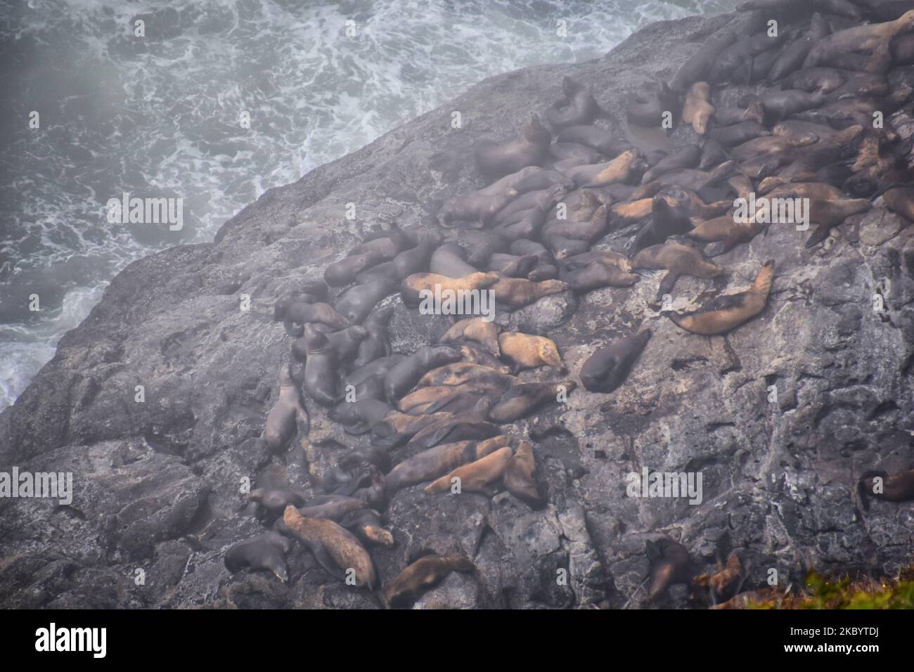 Sea Lion Cave views, tourist attraction, Pacific Ocean Coast Florence ...