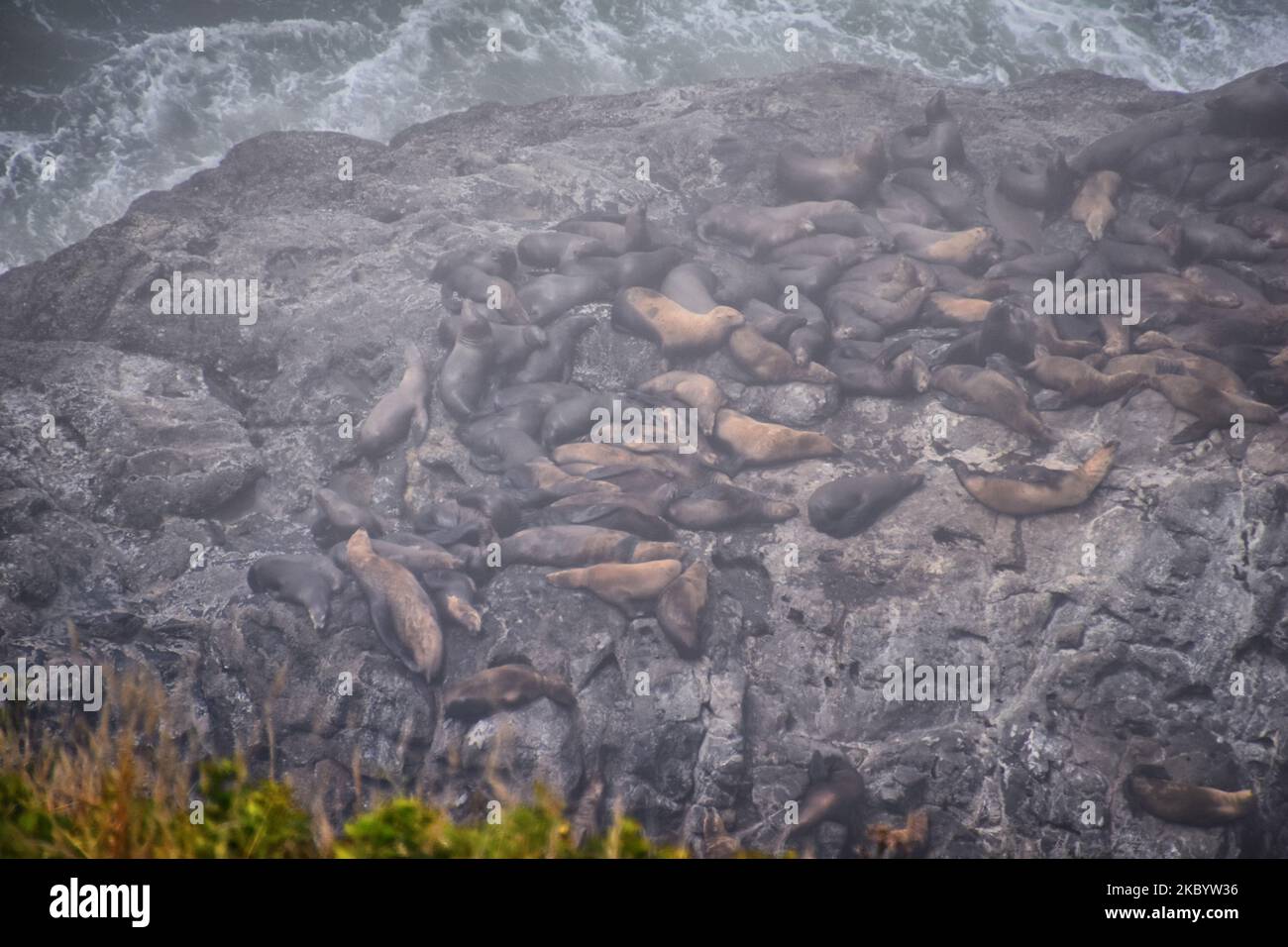 Oregon coast sea lion caves hi-res stock photography and images - Alamy