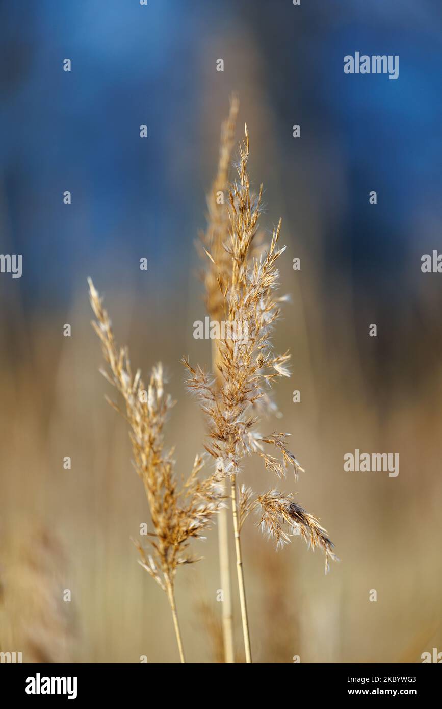 Macro shoot of wheat grain in a bokeh background Stock Photo - Alamy