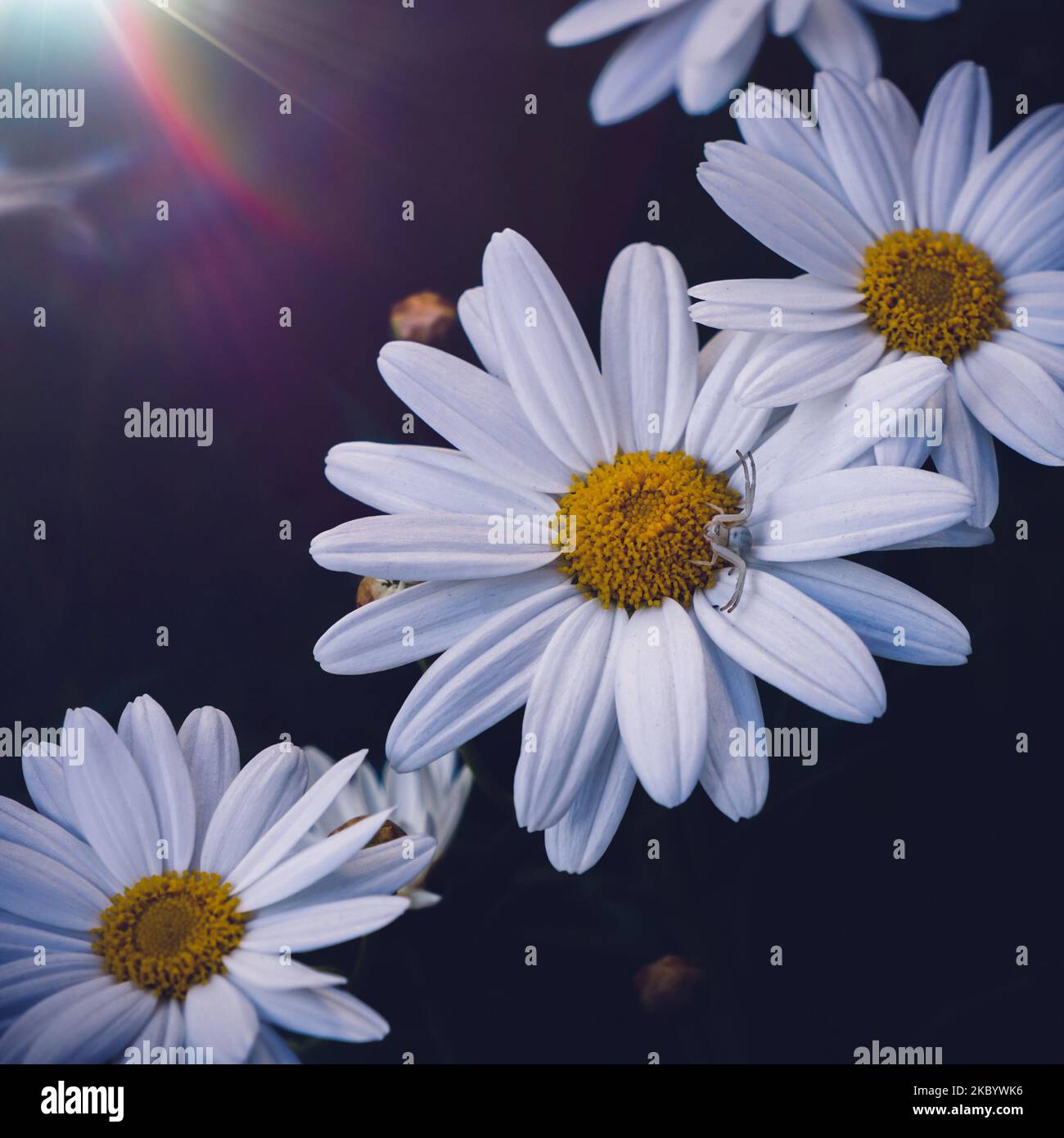 beautiful white daisy flowers in the garden in springtime Stock Photo ...