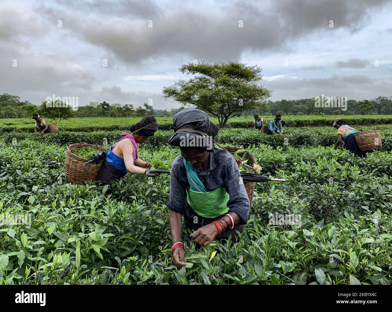 Women worker plucking tea leafs as dark clouds gather in the sky, in a ...