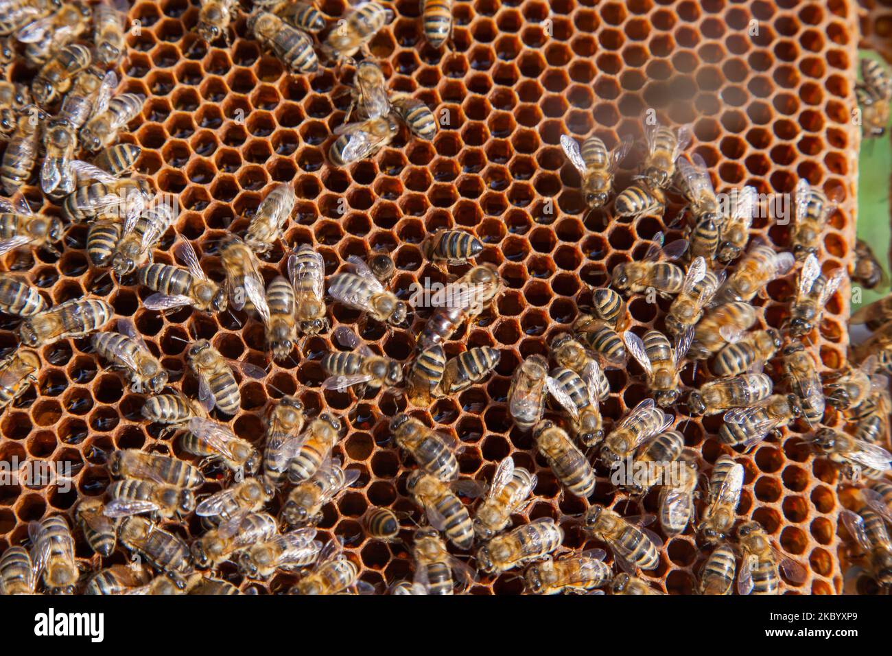 Bee queen in beehive. Queen bee in a beehive laying eggs supported by ...