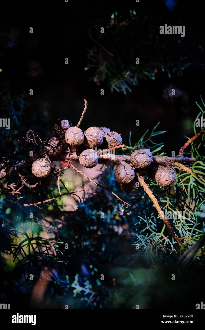 The Cupressus lusitanica or Mexican cypress pinecones on the branch ...