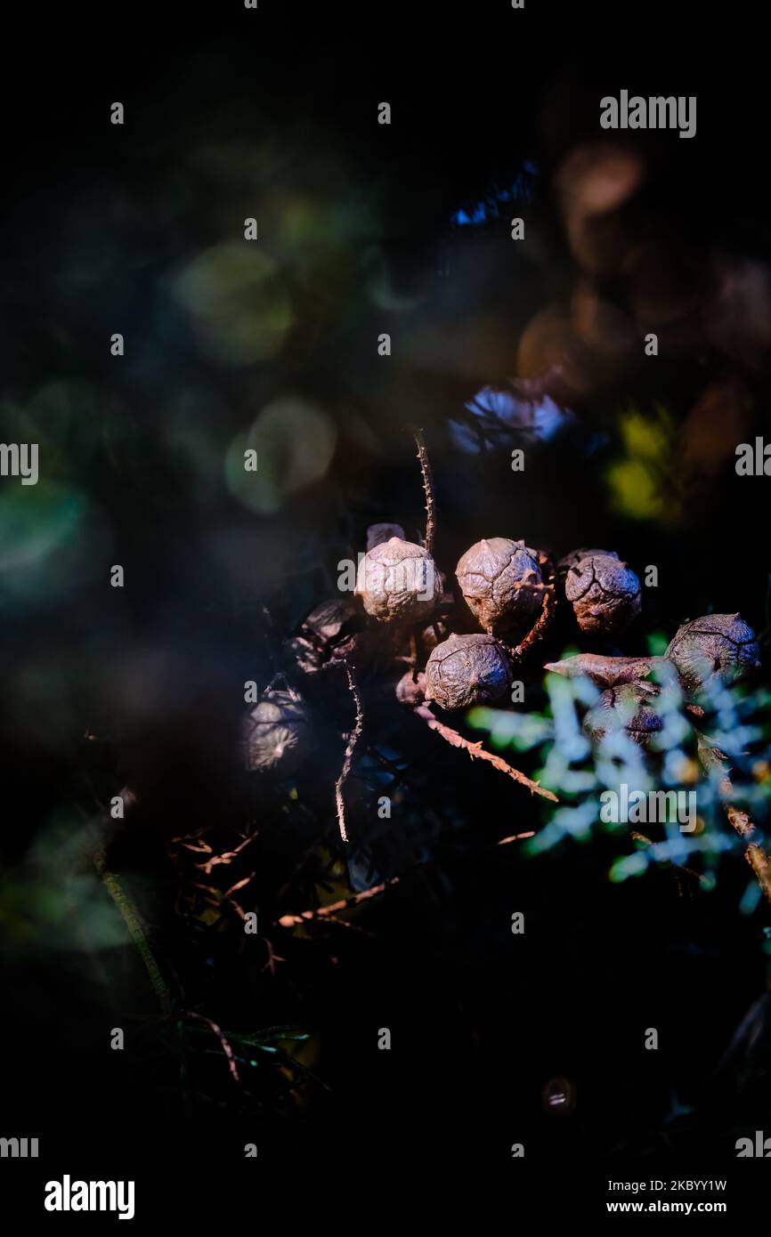 The Cupressus lusitanica or Mexican cypress pinecones on the branch ...