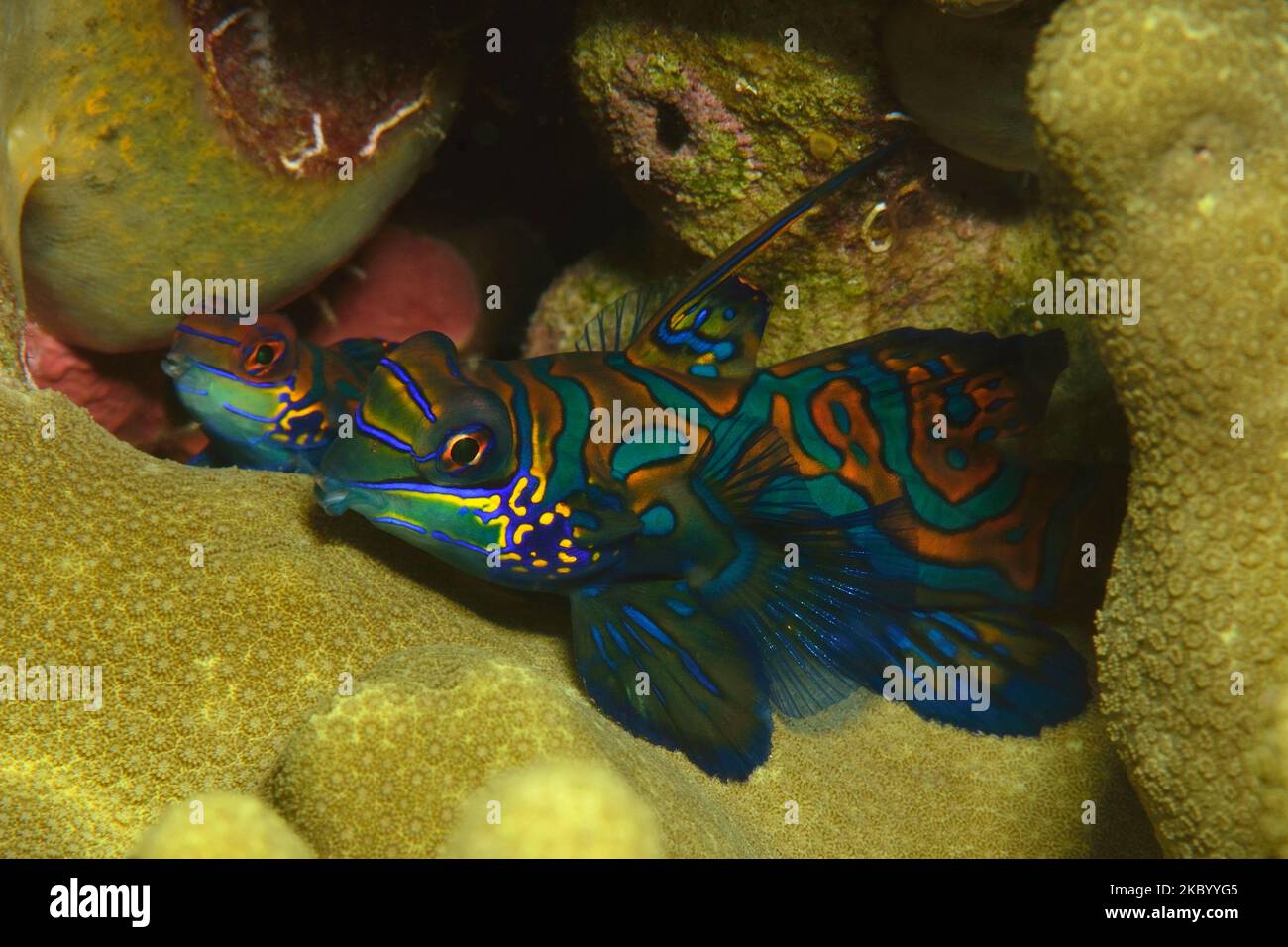 Synchiropus splendidus, Mandarinfisch, mandarinfish, mandarin dragonet ...