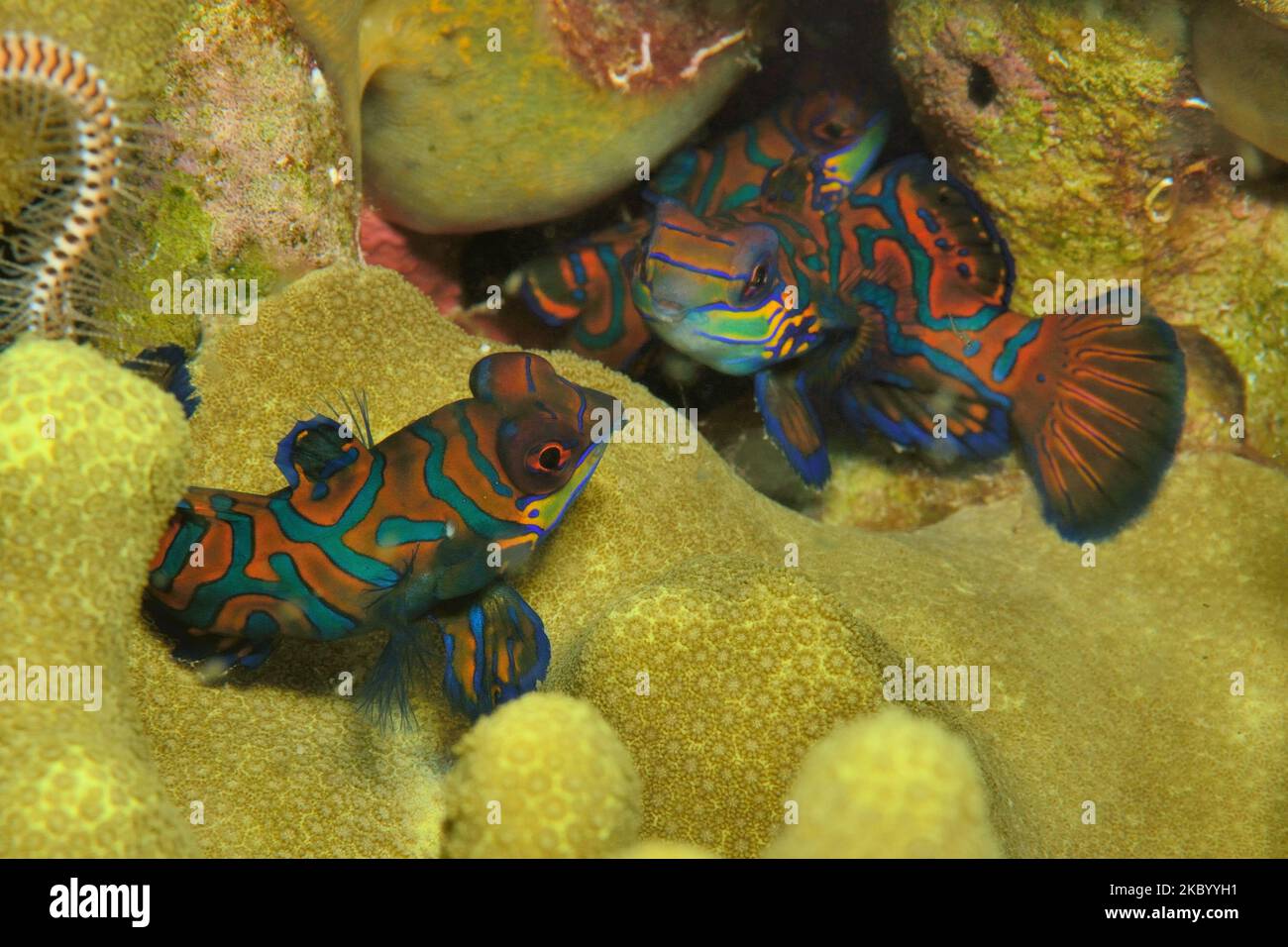 Synchiropus splendidus, Mandarinfisch, mandarinfish, mandarin dragonet, spawning behaviour Stock ...