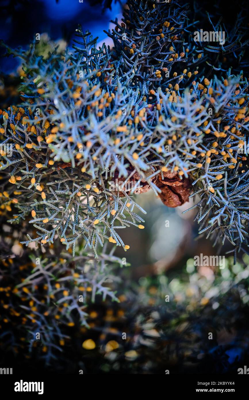 The Cupressus lusitanica or Mexican cypress pinecones on the branch ...