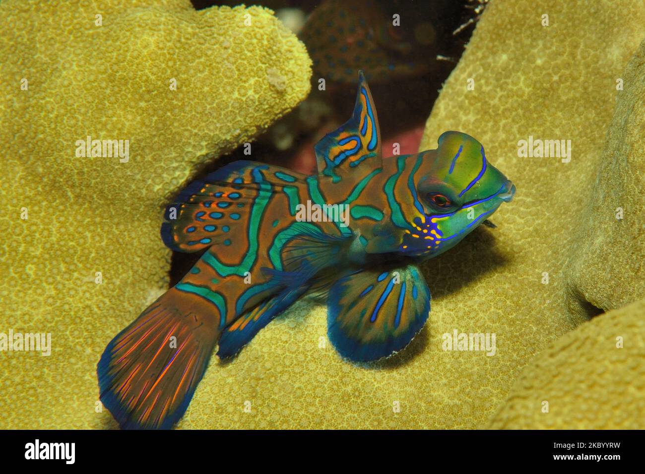 Synchiropus splendidus, Mandarinfisch, mandarinfish, mandarin dragonet ...