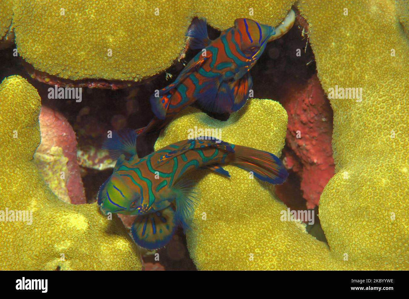 Synchiropus splendidus, Mandarinfisch, mandarinfish, mandarin dragonet ...