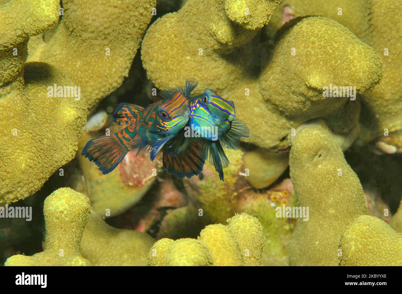 Synchiropus splendidus, Mandarinfisch, mandarinfish, mandarin dragonet ...