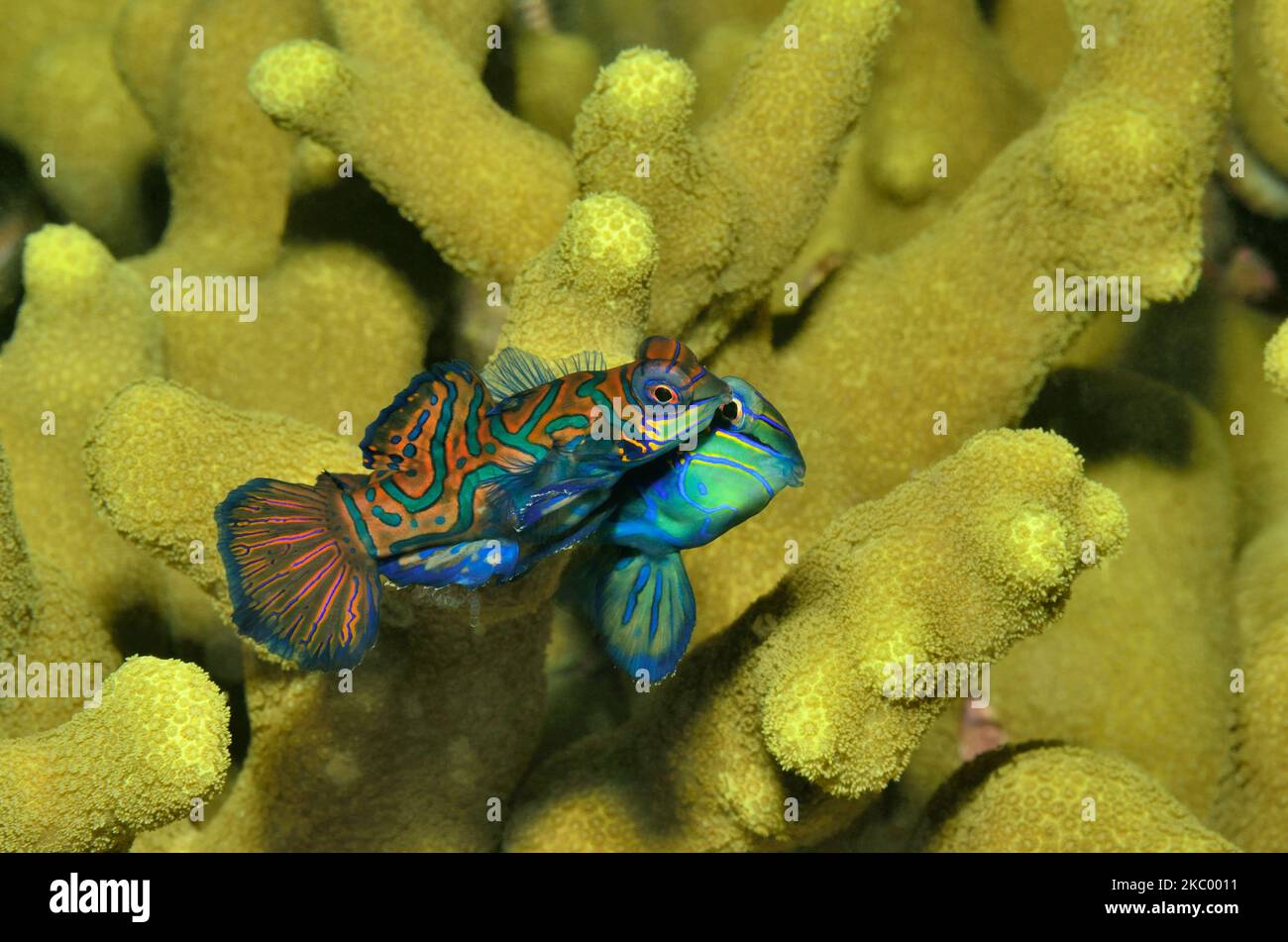 Synchiropus splendidus, Mandarinfisch, mandarinfish, mandarin dragonet ...