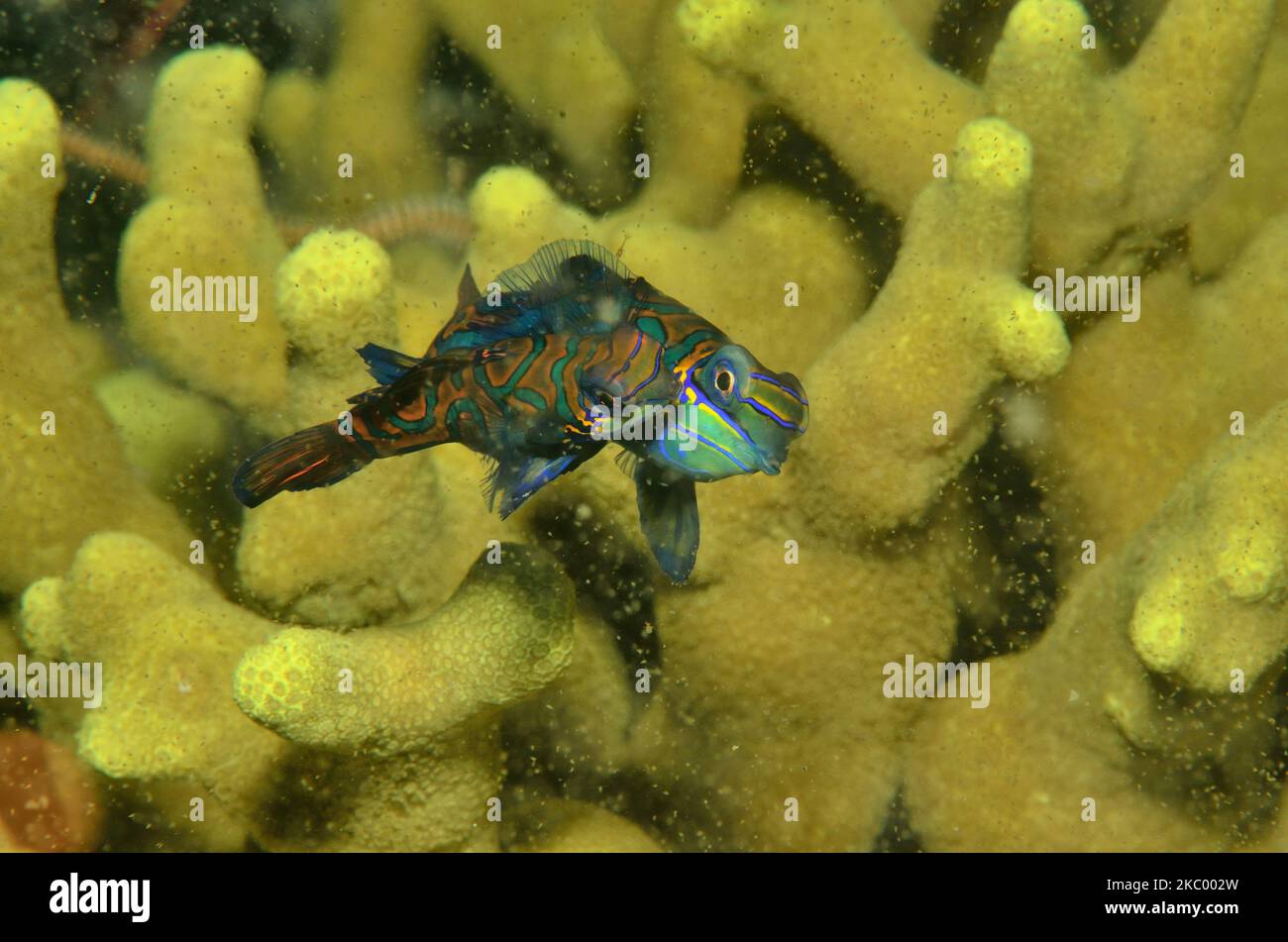 Synchiropus splendidus, Mandarinfisch, mandarinfish, mandarin dragonet ...
