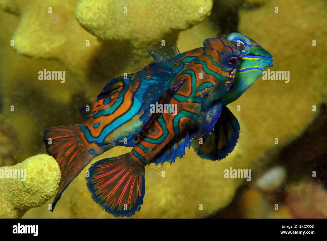 Synchiropus splendidus, Mandarinfisch, mandarinfish, mandarin dragonet ...