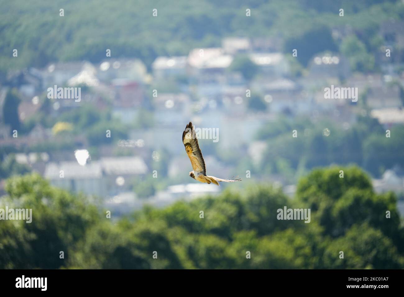 The beautiful scene of the hawk flying over the forest Stock Photo - Alamy