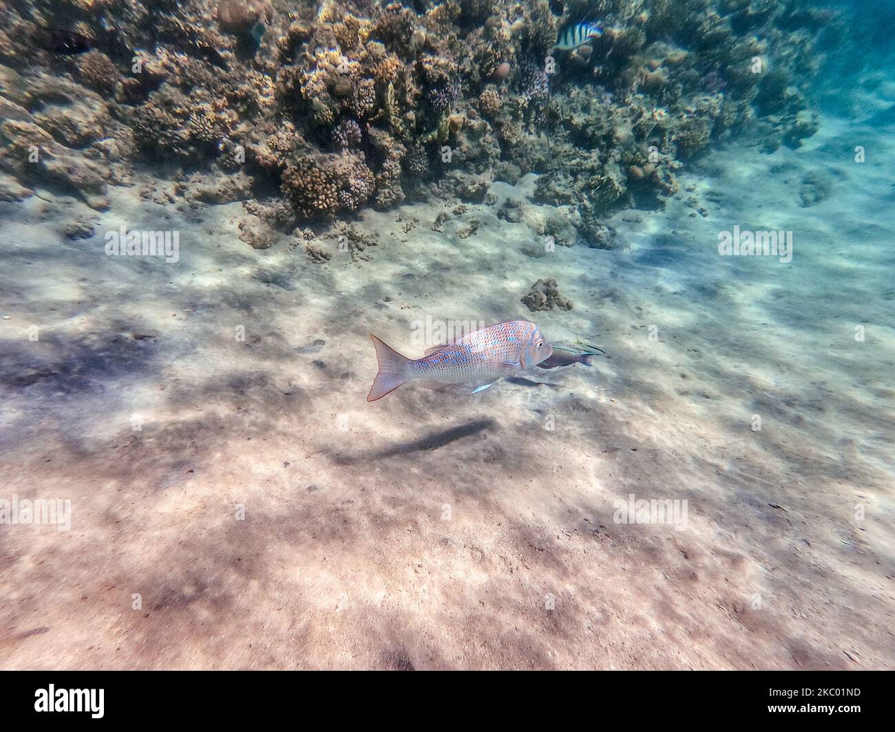Tropical Spangled Emperor fish known as Lethrinus Nebulosus underwater ...