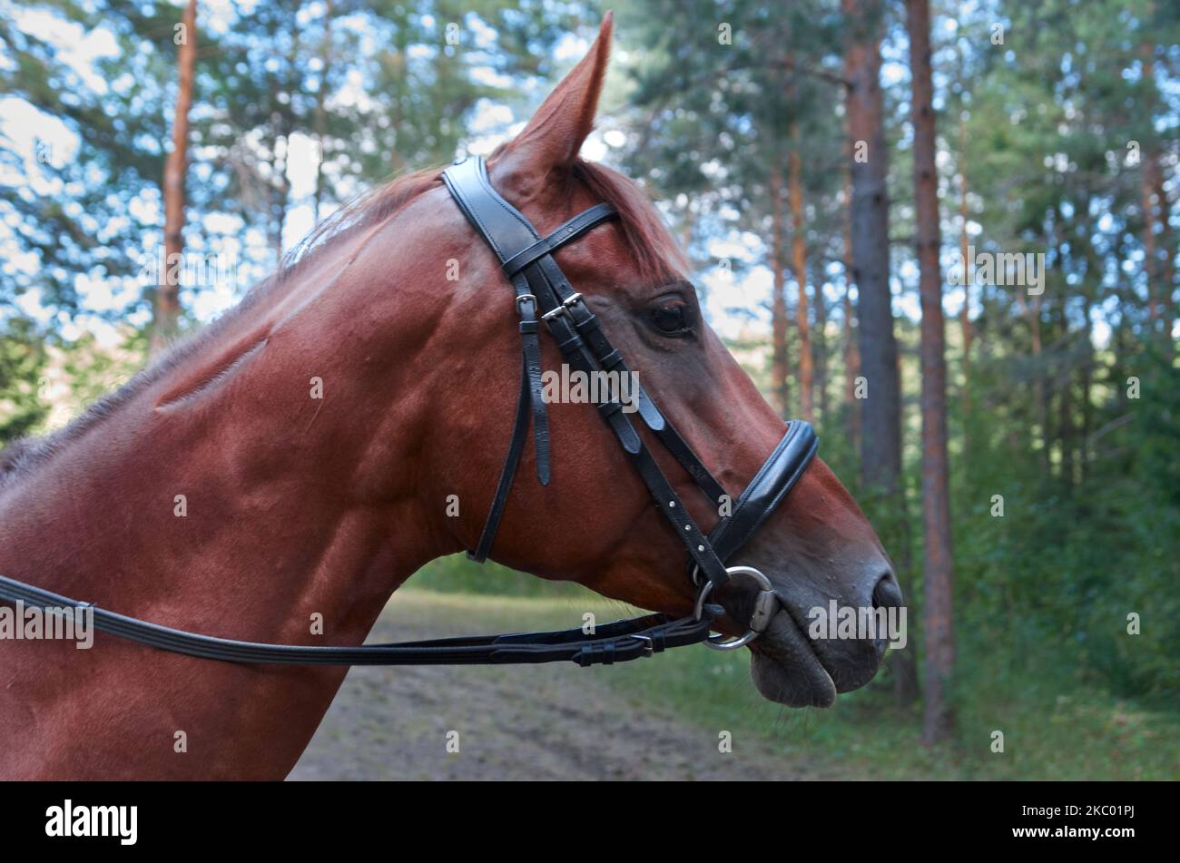 Closeup horse standing behind hi-res stock photography and images - Alamy