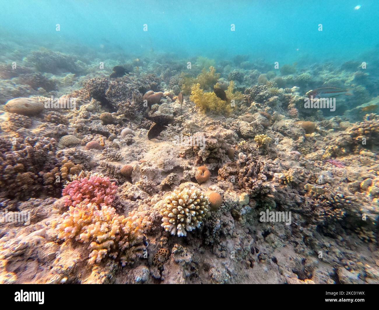 Underwater panoramic view of coral reef with tropical fish, seaweeds ...