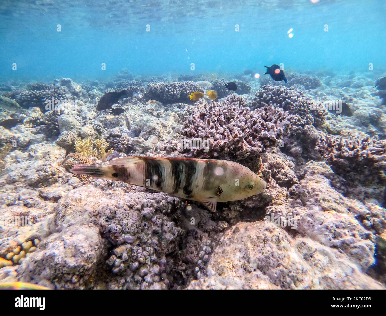 Close up view of tropical big broomtail wrasse known as Cheilinus ...