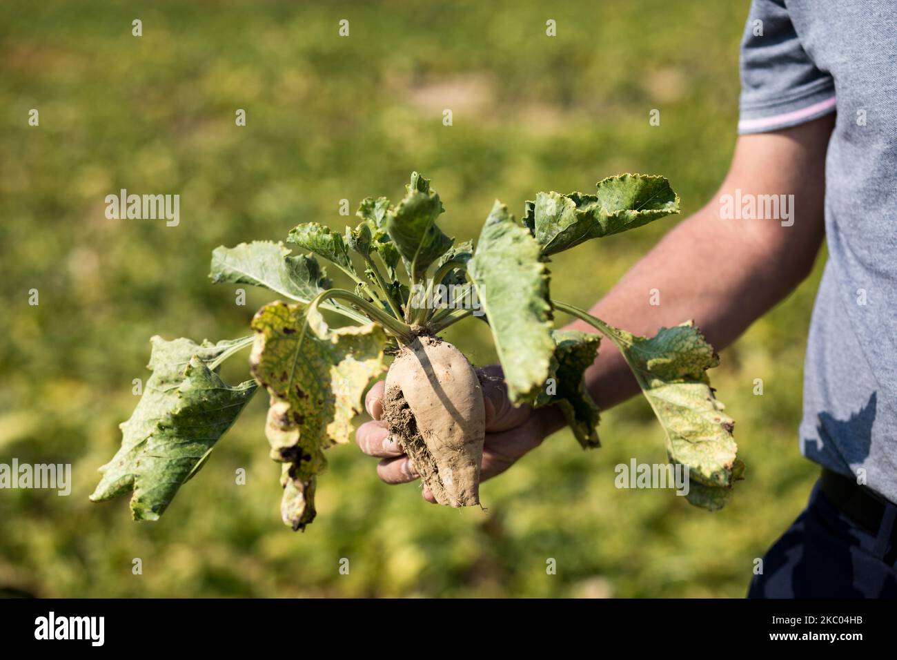 A beet plant contaminated by yellowing. Last spring, the plant fell ...