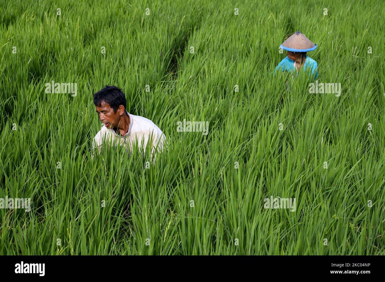 Farmers weed their rice fields in Rarampadende Village, Sigi Regency ...