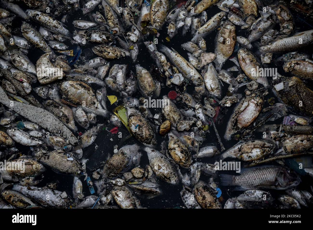 Dead fish manila bay hi-res stock photography and images - Alamy