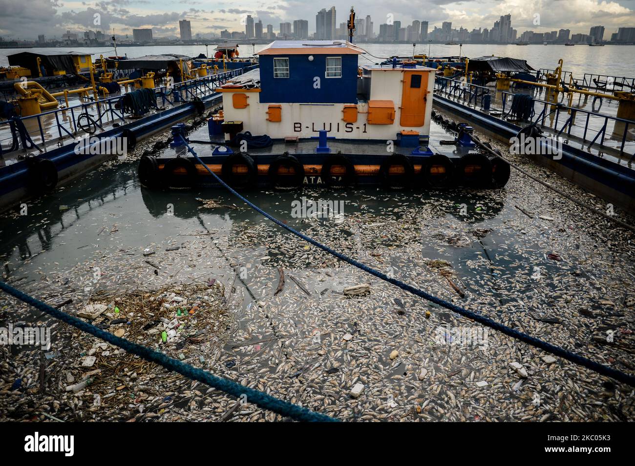 Dead fish are seen floating in Manila Bay in Manila, Philippines on ...