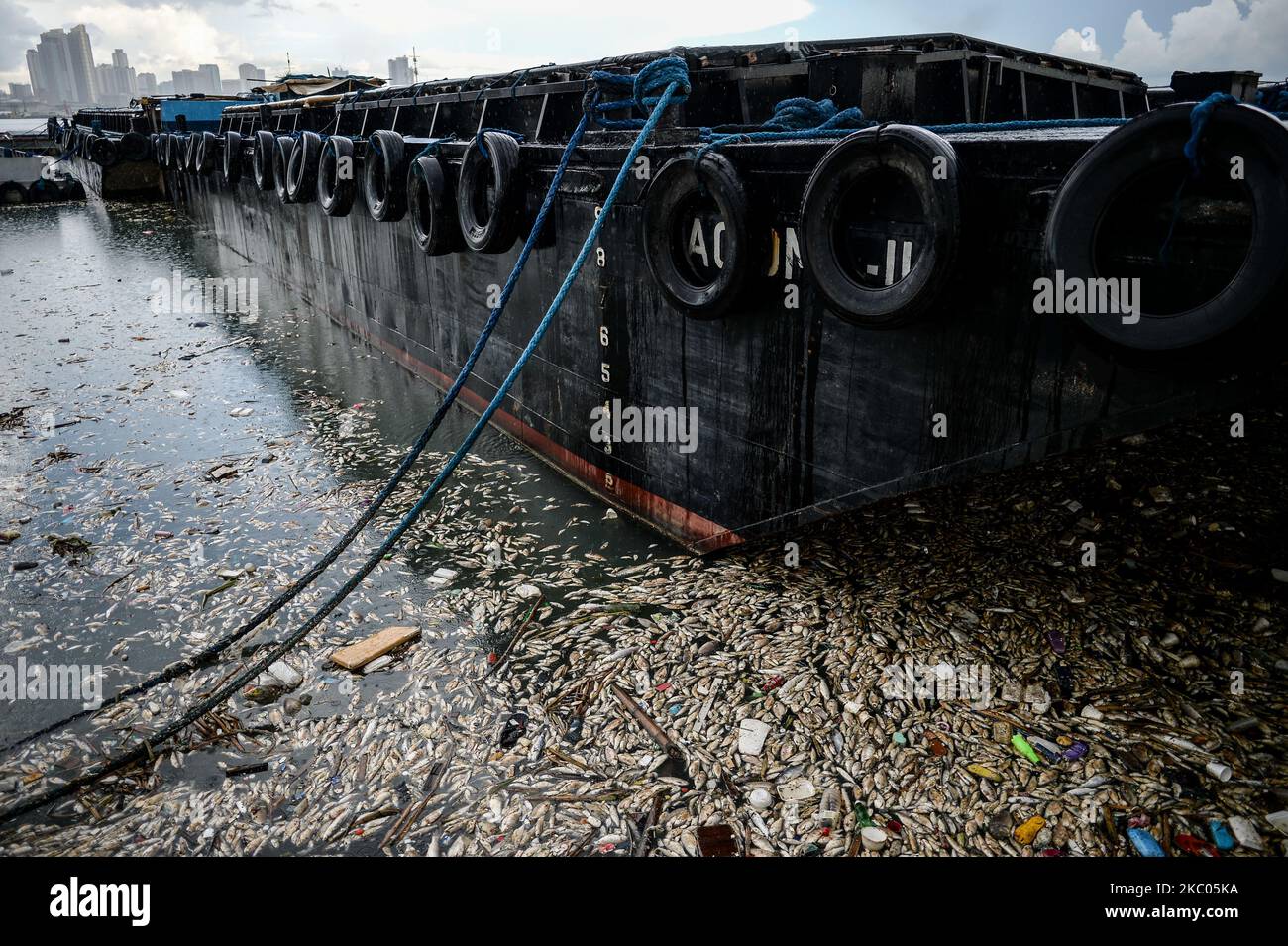 Dead fish are seen floating in Manila Bay in Manila, Philippines on ...