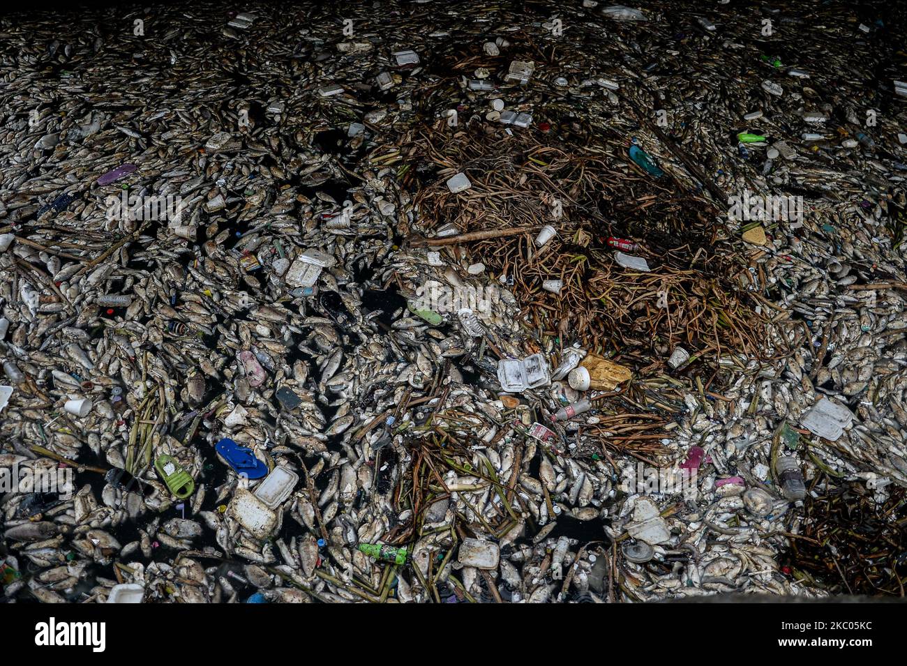 Dead fish are seen floating in Manila Bay in Manila, Philippines on ...