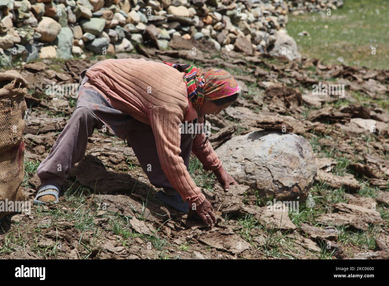 Ladakhi woman collects dry yak dung which she will use to heat her home ...