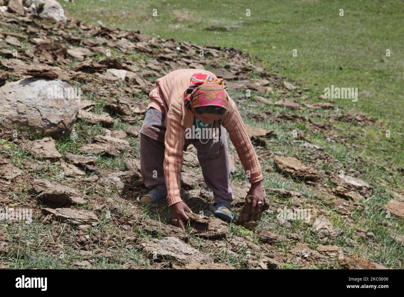 Ladakhi woman collects dry yak dung which she will use to heat her home ...