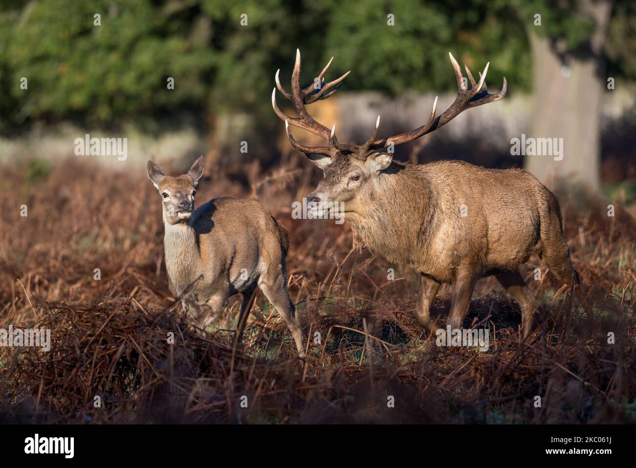 Stag chasing a young deer Stock Photo - Alamy